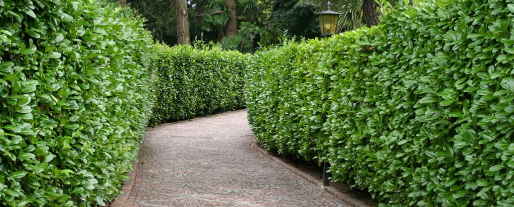 Laurel Hedging | Cherry Laurel hedges | Buy Laurel Hedging Plants