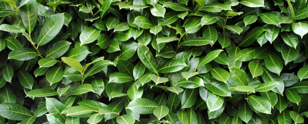 Laurel Hedging | Cherry Laurel hedges | Buy Laurel Hedging Plants