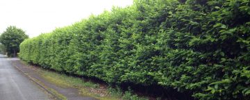Laurel Hedging | Cherry Laurel hedges | Buy Laurel Hedging Plants