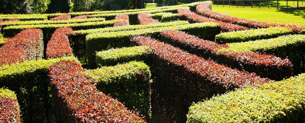 Purple Beech Hedging | Fagus Sylvatica 'Purpurea' | Hedging UK