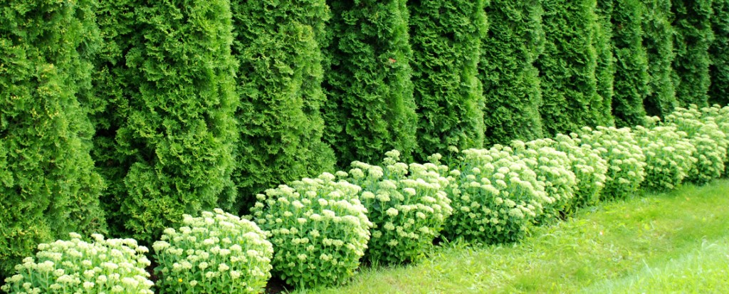Conifer Hedge | Thuja Hedging Plants - Hedging UK