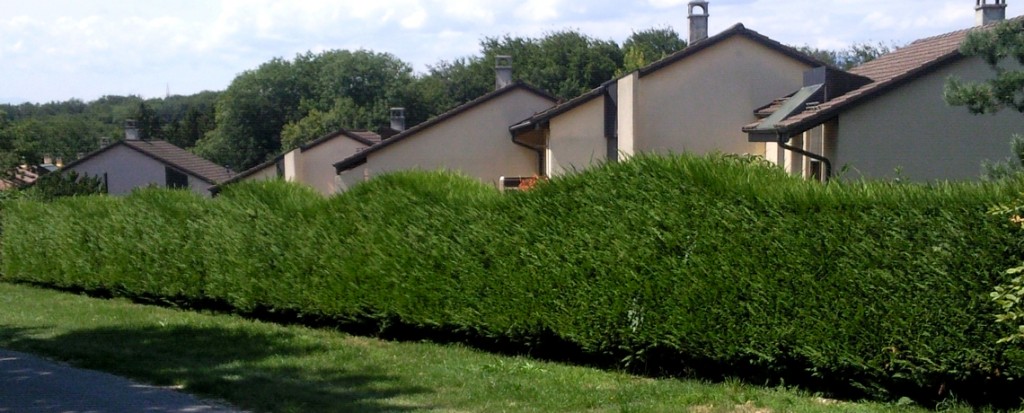 Conifer Hedge | Thuja Hedging Plants - Hedging UK