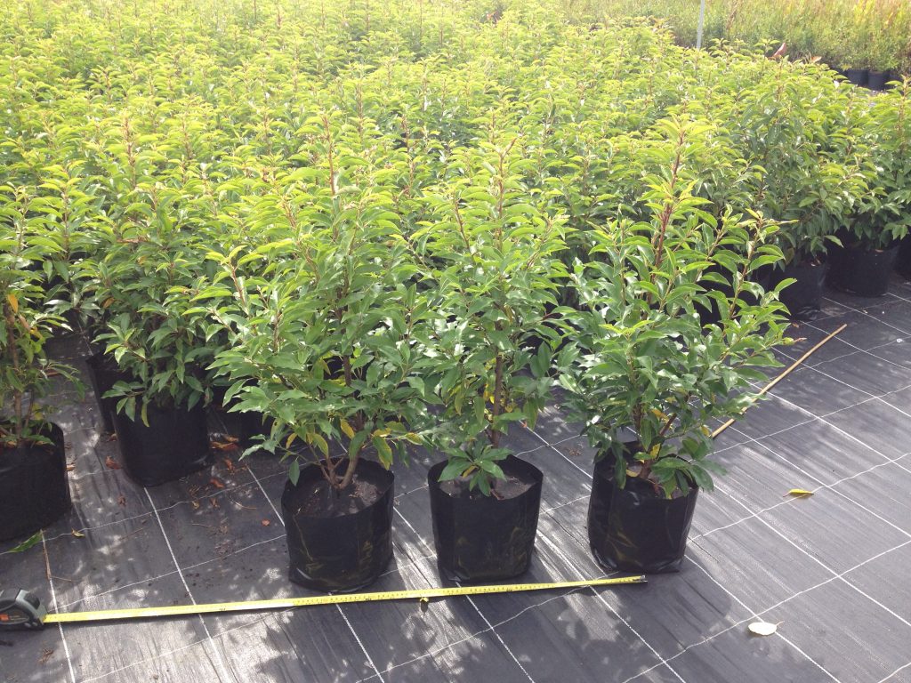 Portuguese Laurel Hedging Plants 10L Pot | Hedging UK