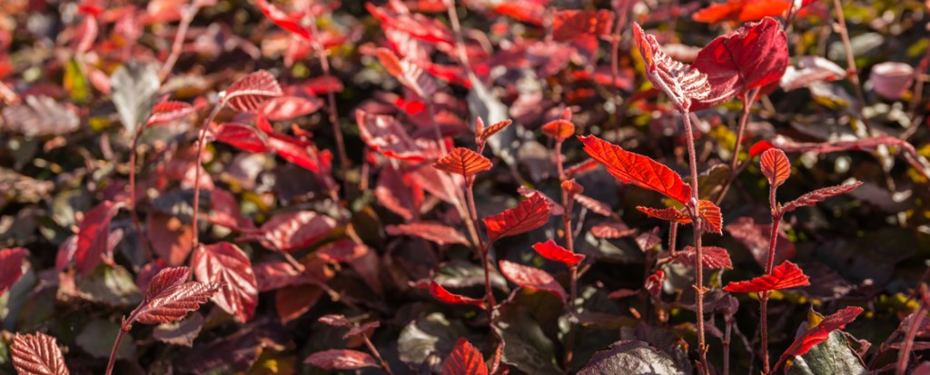 Purple Beech Hedging | Fagus Sylvatica 'Purpurea' | Hedging UK