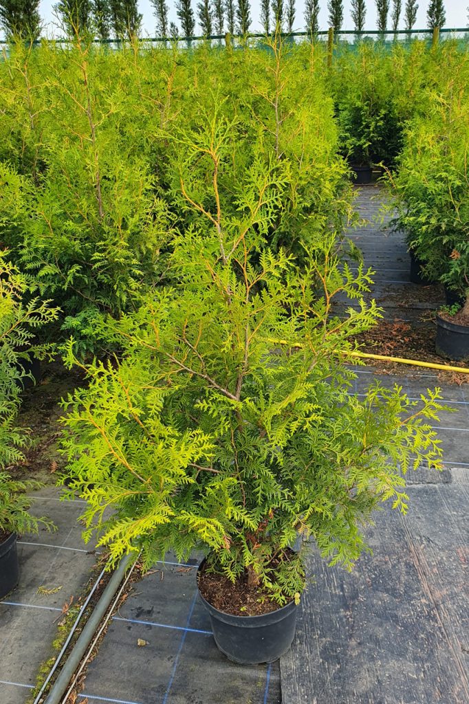 Thuja Hedging Plants for sale | Hedging UK