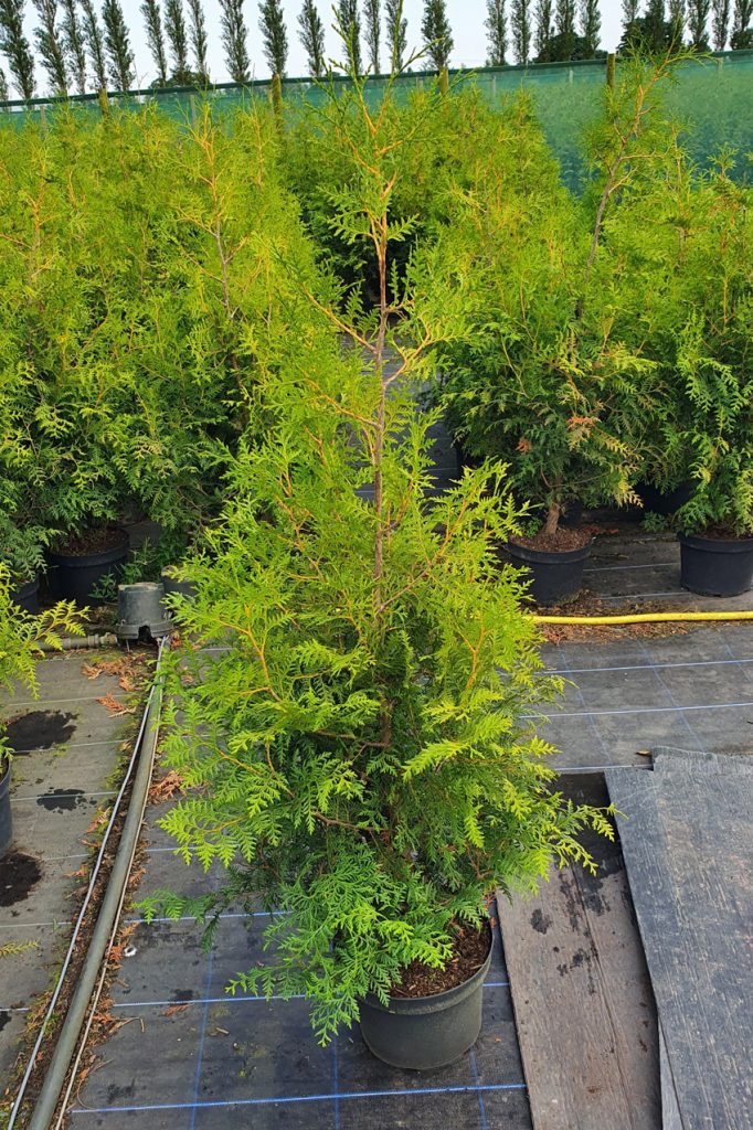 Thuja Hedging Plants for sale | Hedging UK