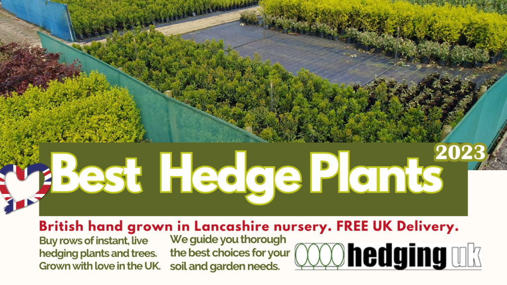 Best Hedges UK | Instant Hedge Boundary | Conifers