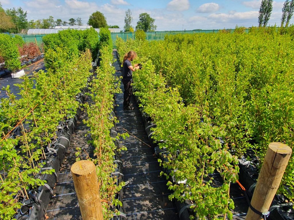 Hedge Plants Specialists | Ultimate Hedge Plant Guide