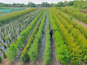 Best Boundary Hedging | UK Nursery | Hedge Plants For Sale