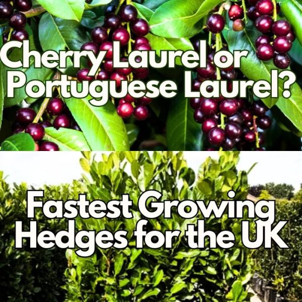 Laurel Hedging Plants Archives | Hedging UK