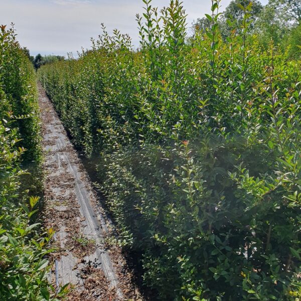 Privet Instant Hedges | Field Grown | Wholesale| Hedging UK