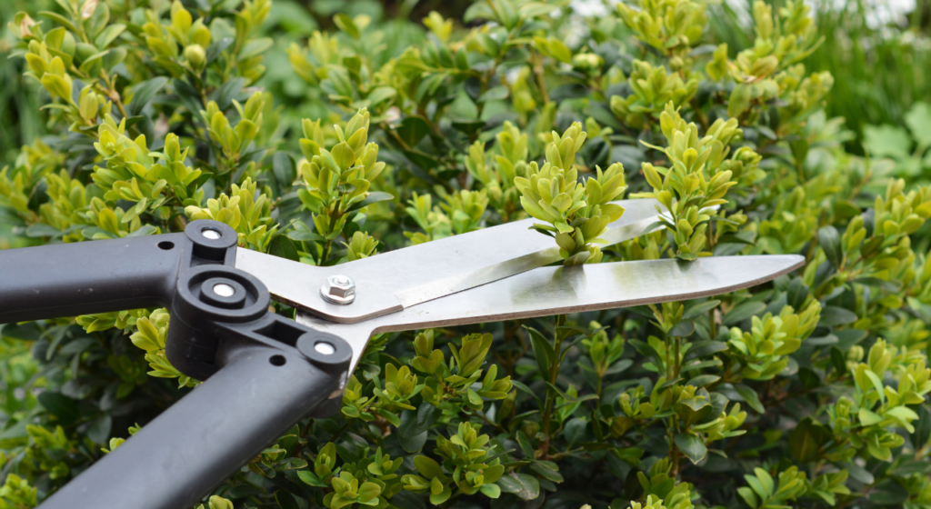 Renovating an Overgrown Hedge | Hedging UK