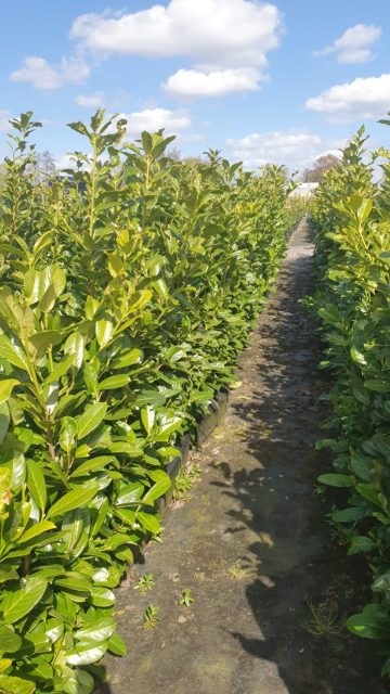 Types of Laurel Hedging Plants | Hedging UK