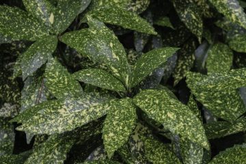 Types of Laurel Hedging Plants | Hedging UK